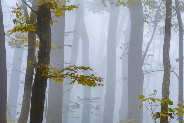 At the beginning of color changing by Toshihiro Takahashi | 500px