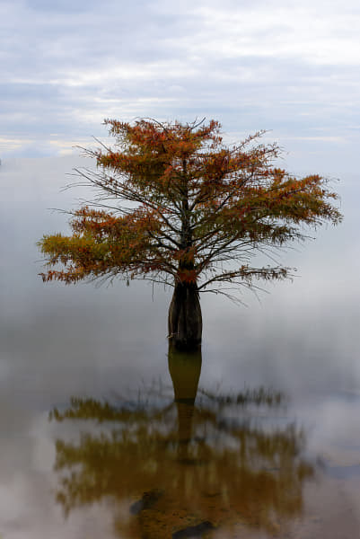 When Cypress Trees Dream by Joe Miller | 500px