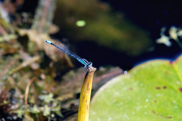 Stream Bluet (Enallagma exsulans) by Robert Kramer | 500px