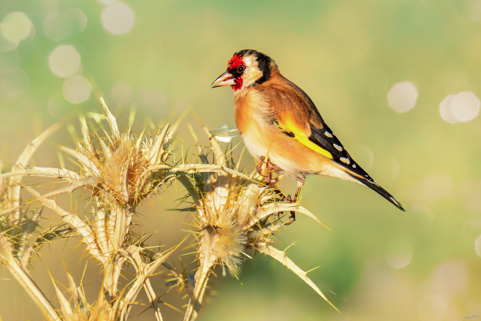 Goldfinch on the Thorn by Alp Cem | 500px