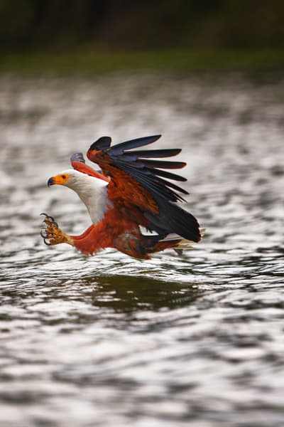 Aigle pêcheur by Etienne Ruff | 500px