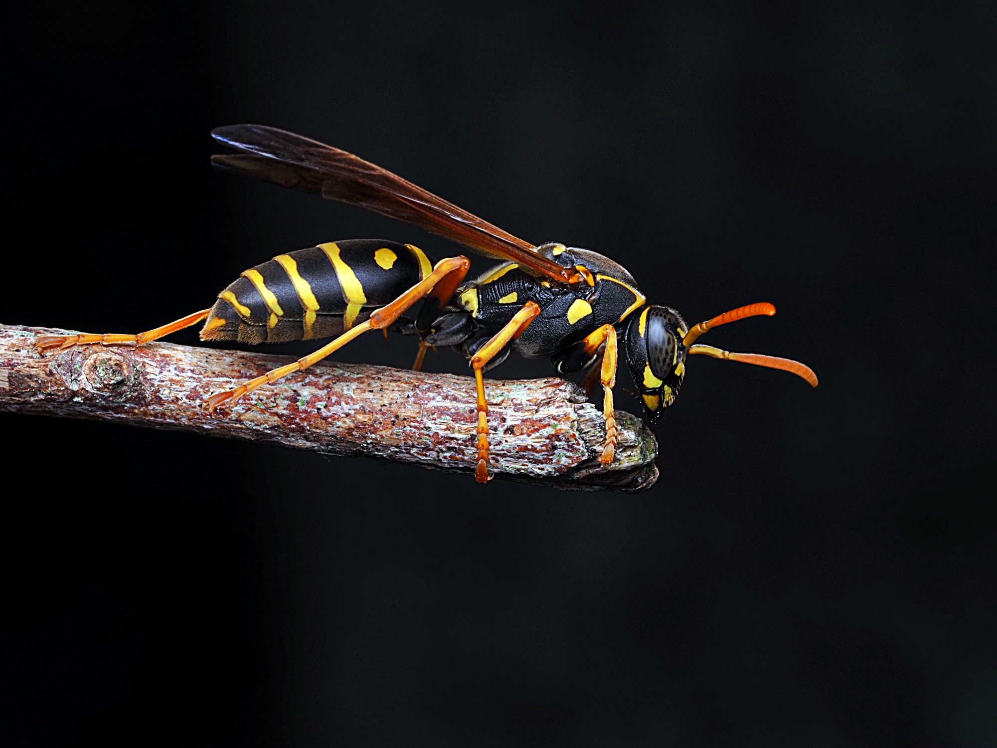Asian Paper Wasp by Tom Musson | 500px