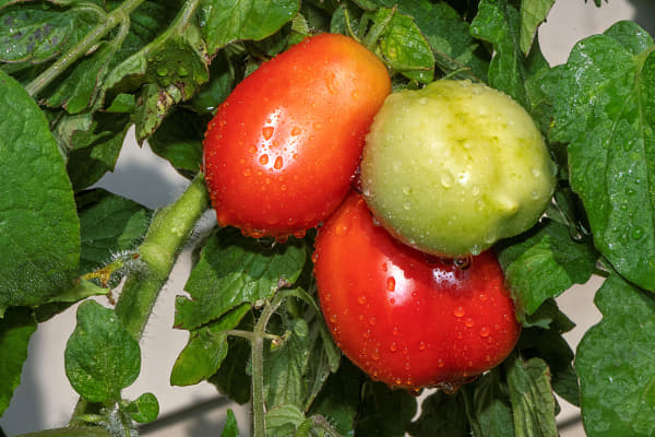 Tomatoes On The Vine by Robert Kramer | 500px