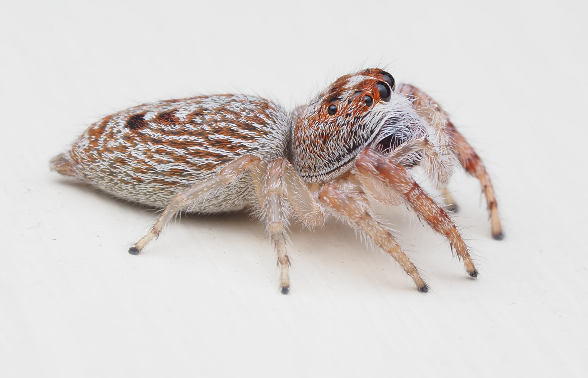 Female Garden Jumping Spider by Tom Musson | 500px