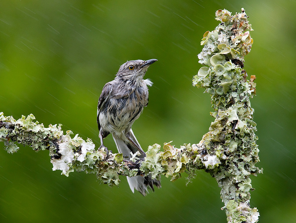 Northern Mockingbird in rain by Elizabeth E. | 500px