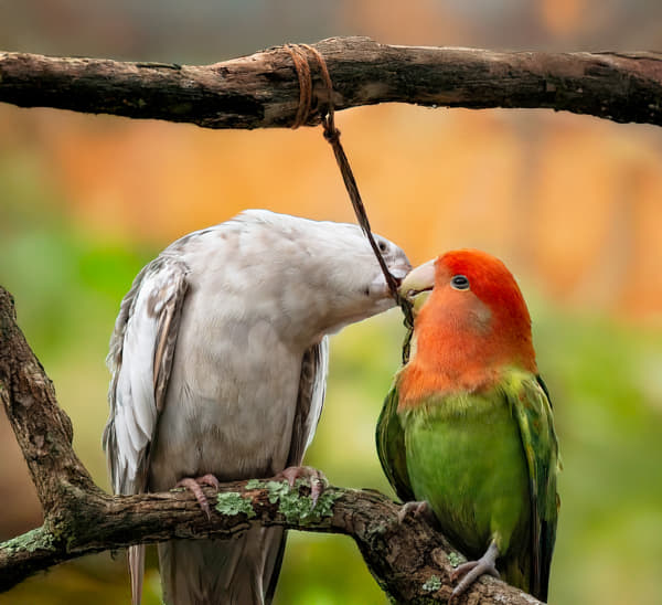 Sharing is caring 🦜 by Maureen Mackenzie Award winning Photographer | 500px