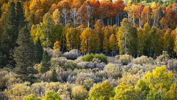 Fall Colors in the Eastern Sierra by Bruce Alexander | 500px