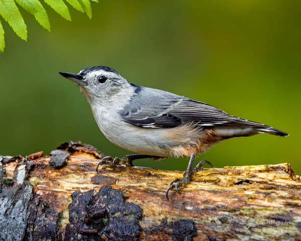 White Breasted Nuthatch - Female by Fran Czemerda Jr | 500px