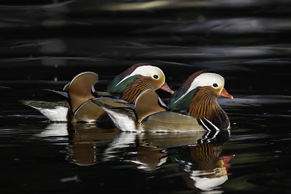 Charles Landis's Photos & Galleries | 500px