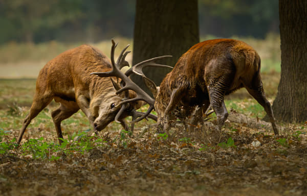 Two Stags Clashing in Forest Displaying Primal Strength and Dominance ...