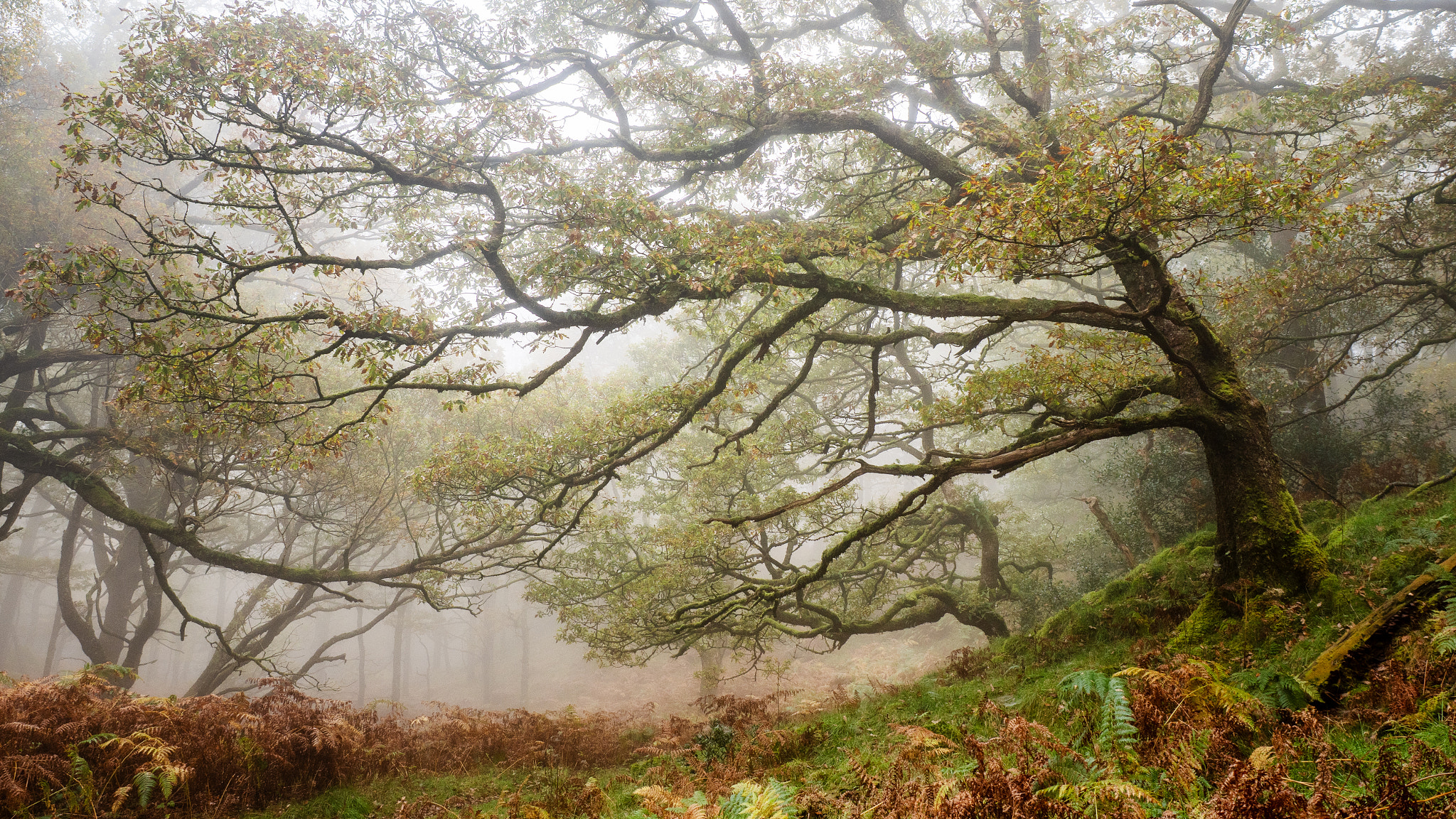 Ancient Tree in Misty Forest Evoking Mystery and Enduring Wisdom ...