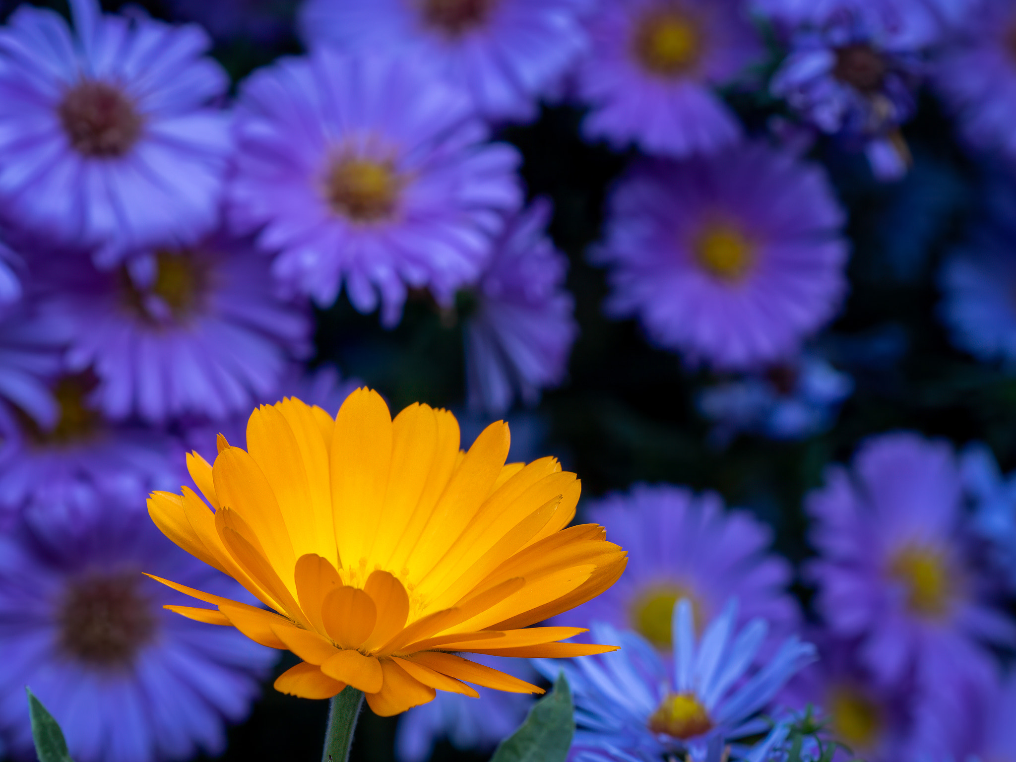 Golden Marigold Radiating Warmth Amidst Purple Aster Blooms | nature ...