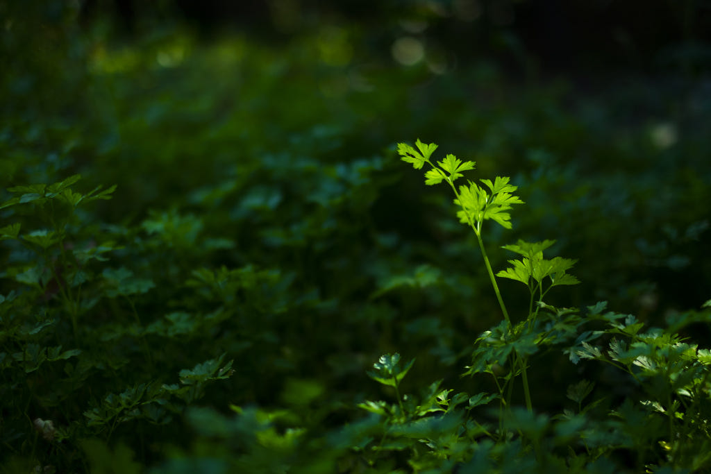 Old Coin in Open Palm | still life photo by dandi hungkul | 500px