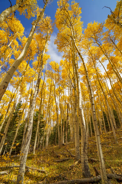 Golden Aspen Trees Reach Skyward Radiating Autumnal Beauty and Vitality ...