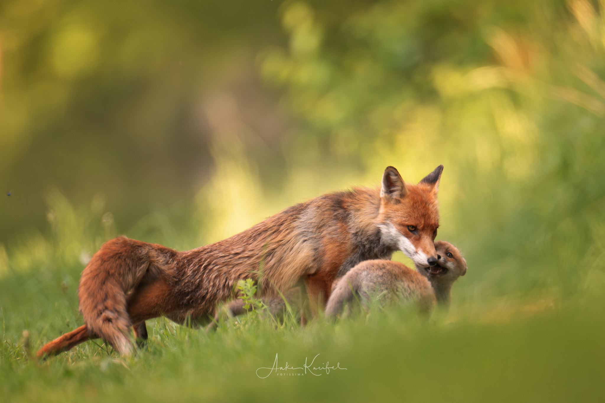 Playful Fox Kits Engage in Affectionate Interaction in Nature | nature ...