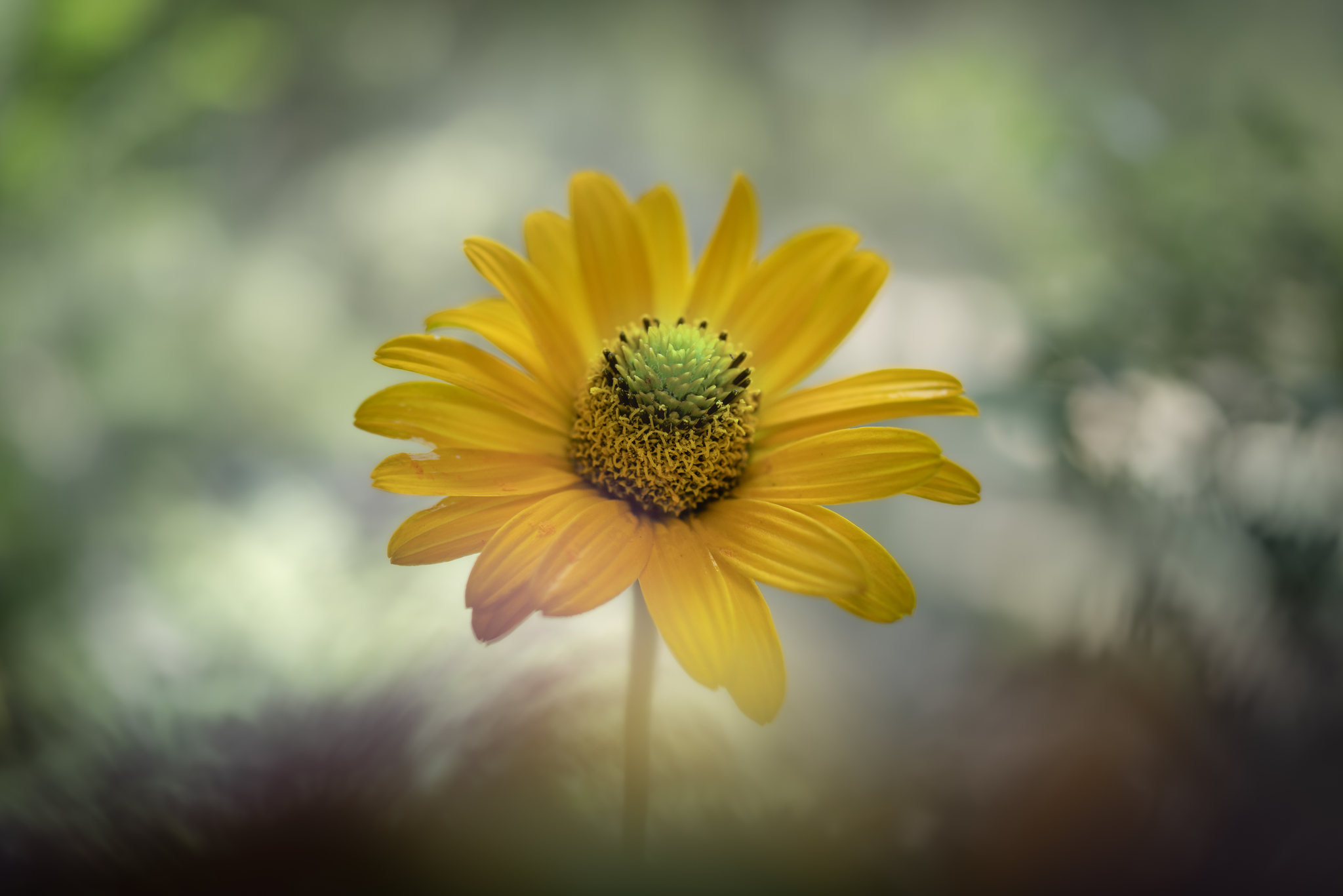 Golden Bloom Radiates Delicate Beauty and Gentle Hope | nature photo by ...