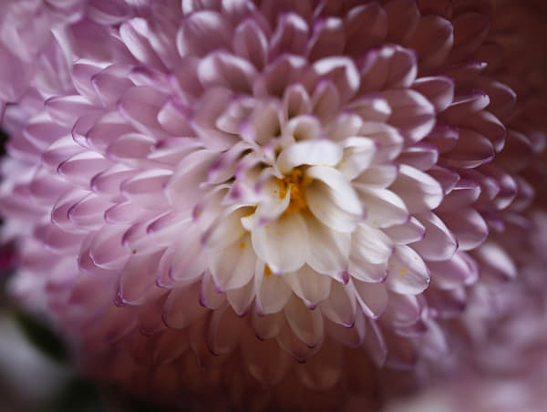 Intricate Petals of a Delicate Purple Chrysanthemum | nature photo by ...
