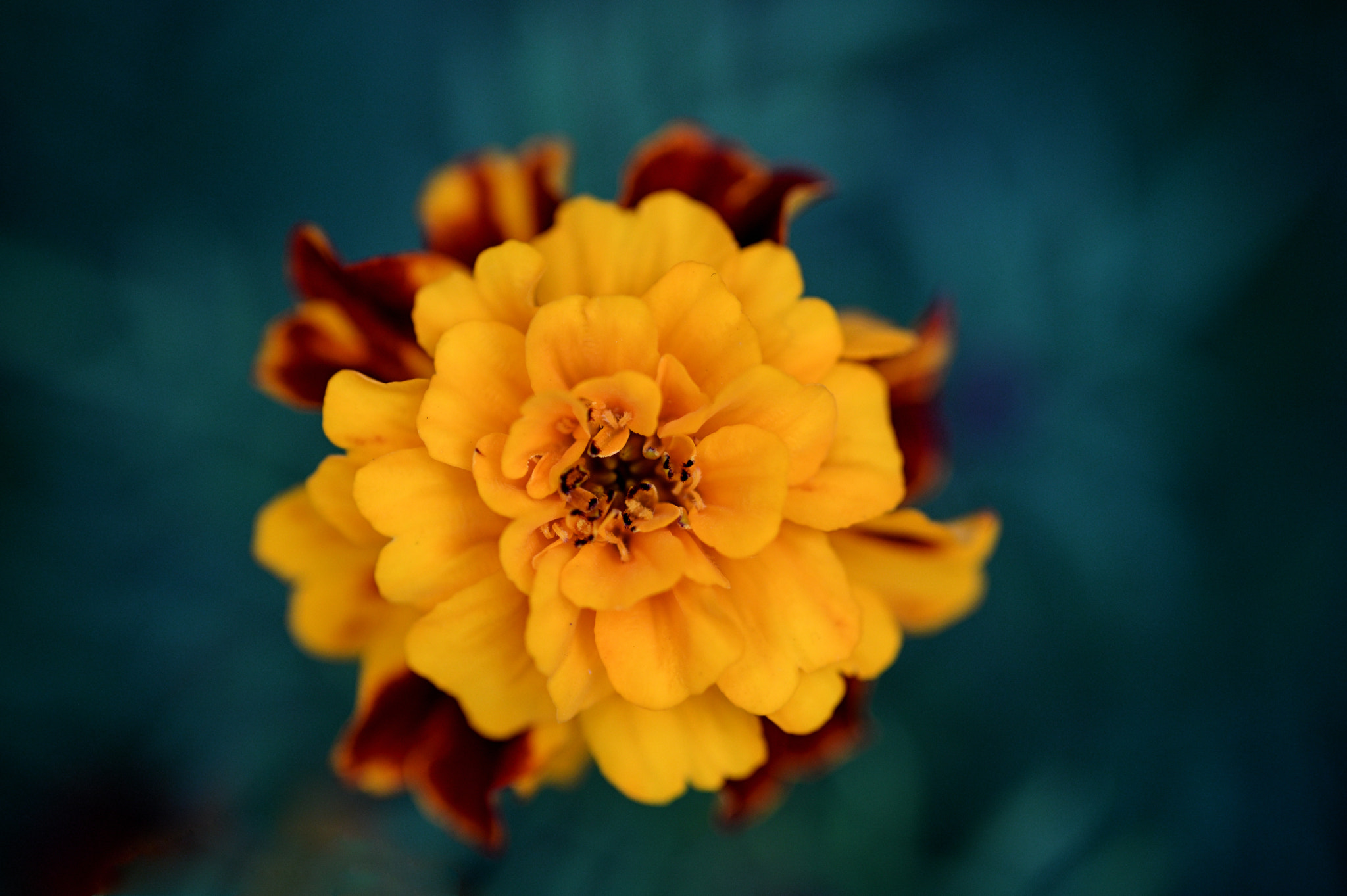 Solitary Bloom Radiates Warmth and Resilience in Nature's Embrace ...