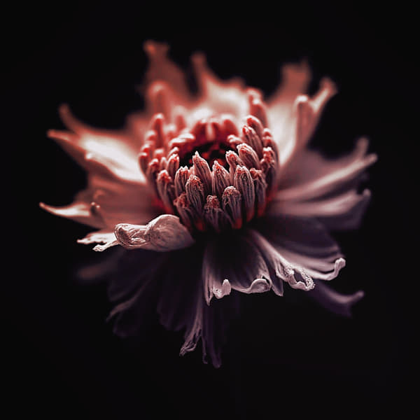 Exotic Bloom Unveiling Delicate Beauty and Intricate Design | nature ...