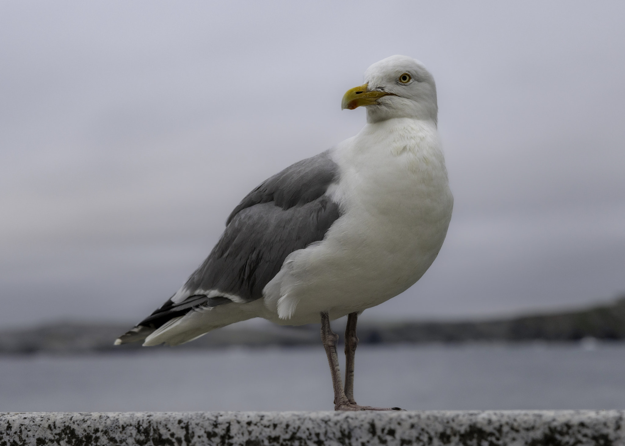 Solitary Seagull Pondering with Quiet Dignity and Coastal Calm | nature ...