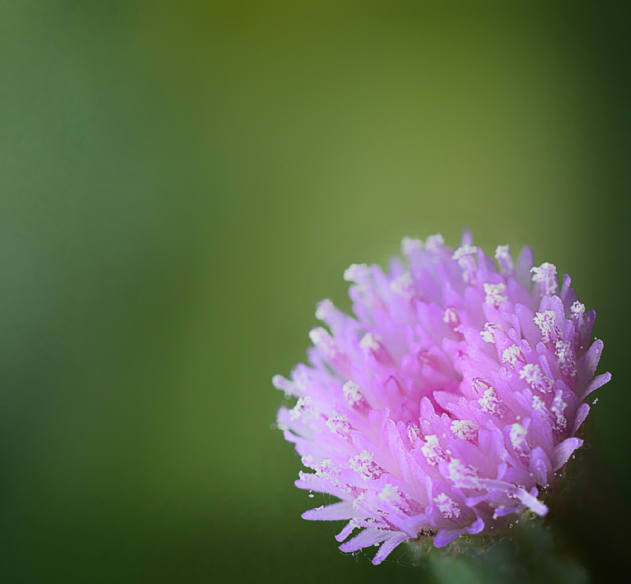 Delicate Pink Flower Bud Unfurling Symbolizing New Beginnings and ...