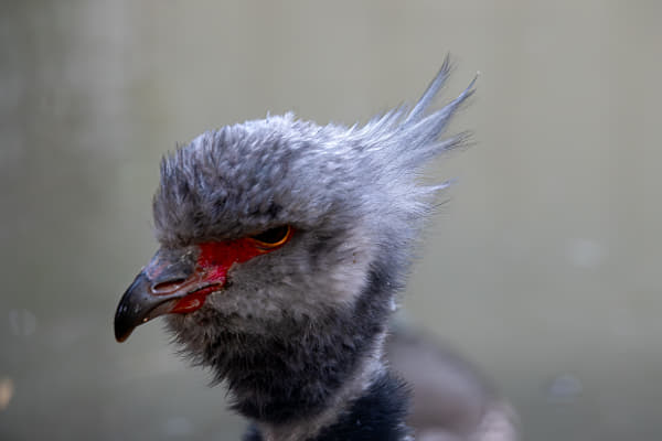 Southern or Crested Screamer by H.A. Steehouwer | 500px