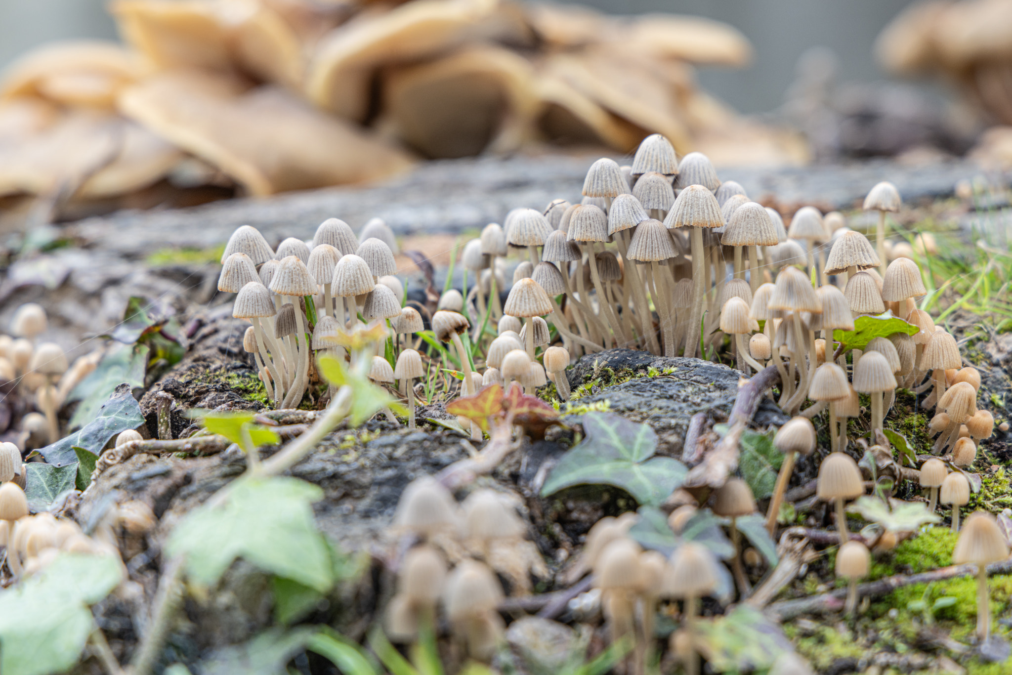 Clustered Mushrooms Emerging from Forest Floor Symbolizing Growth ...