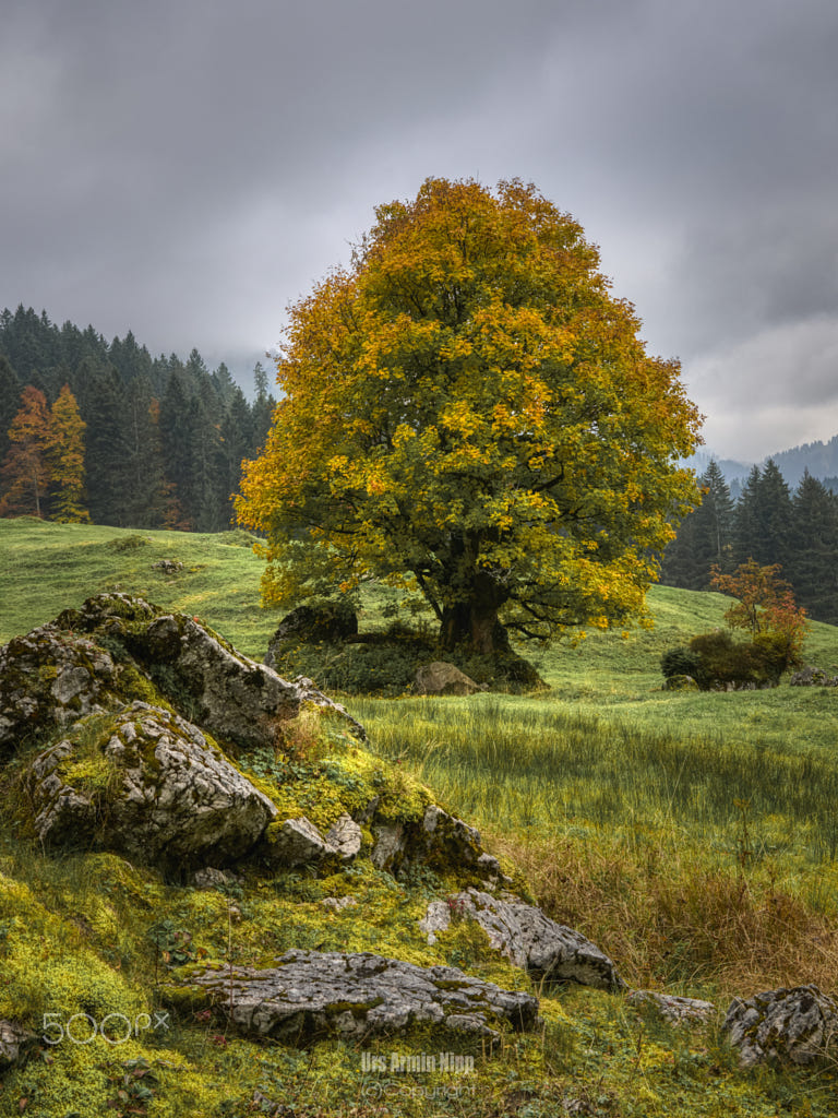 Vibrant Autumn Tree Stands Alone Symbolizing Resilience and Natural ...