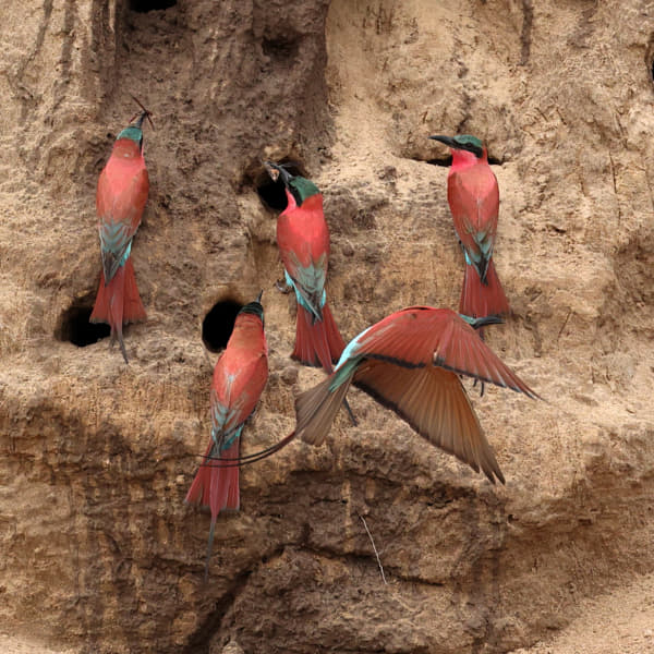 Carmine Bee Eaters by brian stoddart | 500px