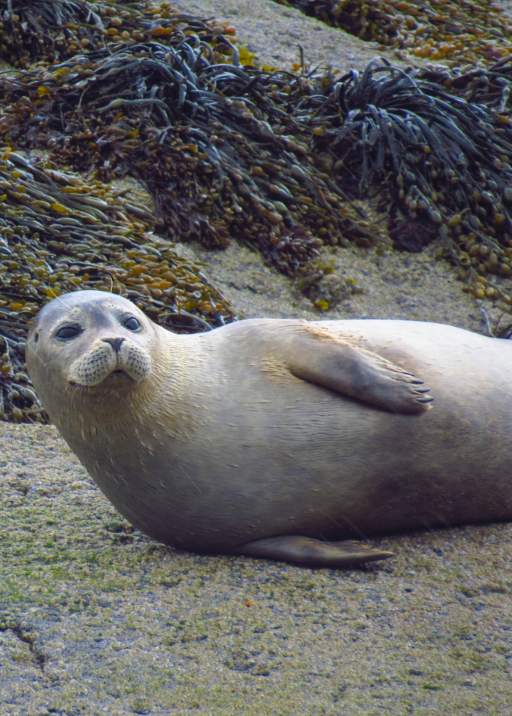 Basking Seal by Sasha Hawes / 500px