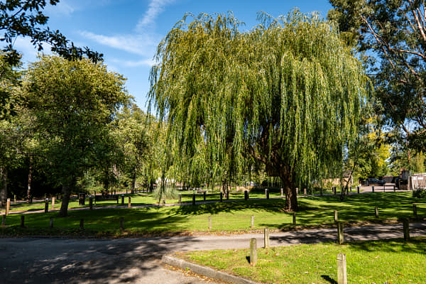 Weeping willow by Martin Smith | 500px