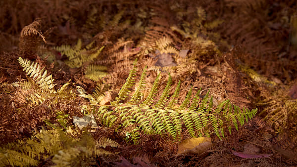 Golden Ferns Illuminate a Forest Floor with Warmth | nature photo by ...