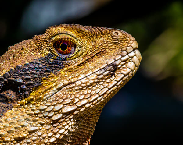 Lizard's Gaze Reveals Ancient Wisdom and Primal Instinct | nature photo ...
