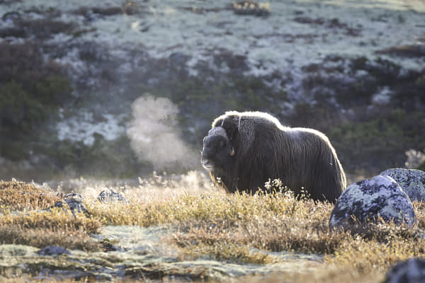 Musk Ox Stands Resilient Against Harsh Wilderness | nature photo by ...