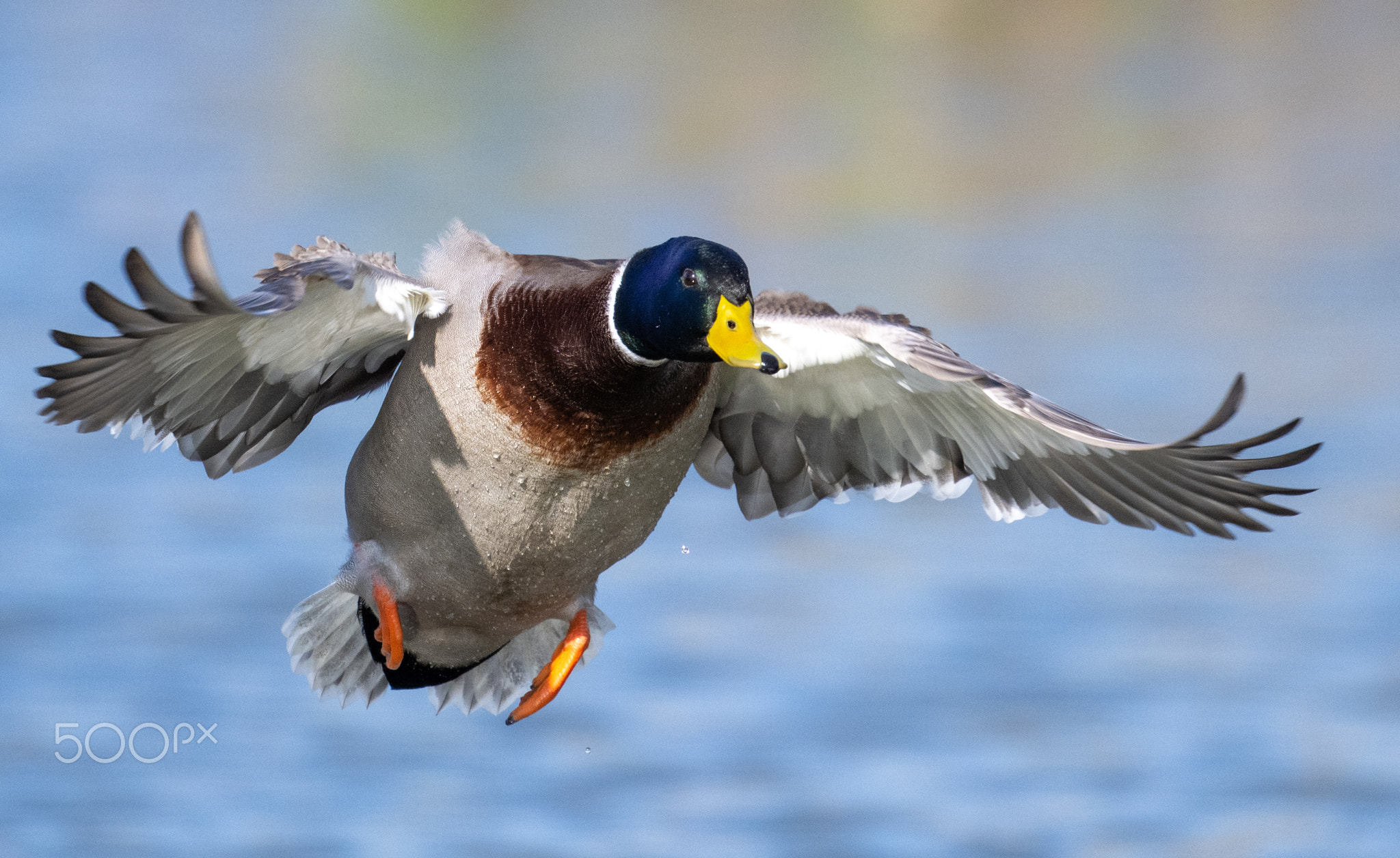 Mallard Duck in Flight Representing Freedom and Grace | nature photo by ...