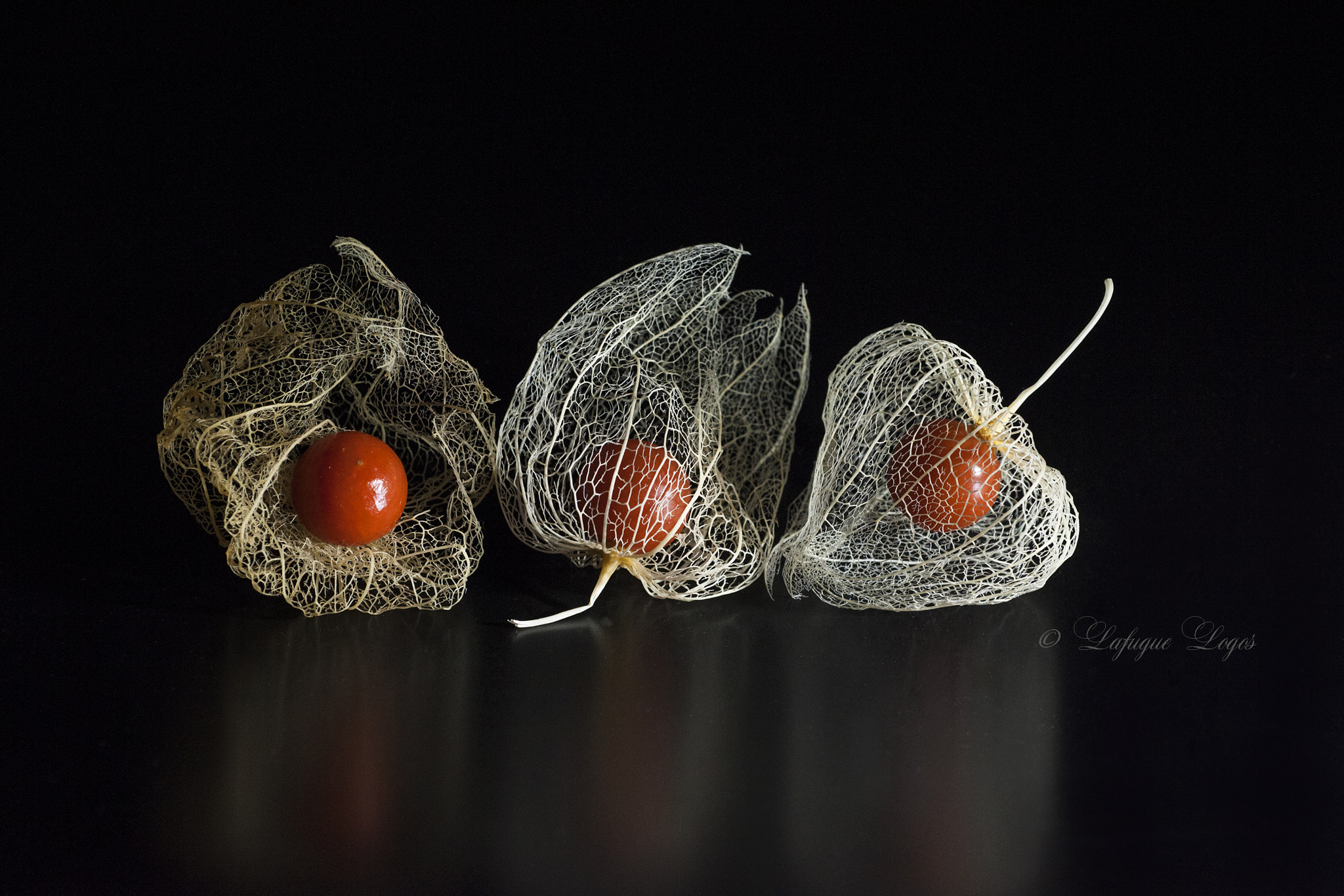 Delicate Lanterns Reveal Inner Beauty in Display of Fragile Elegance ...