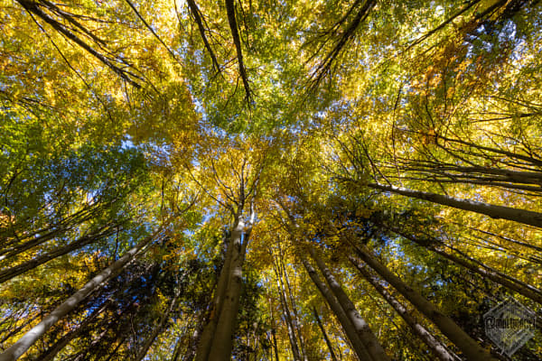 Golden Canopy of Autumn Trees Radiating Natural Grandeur | landscape ...