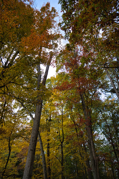 Towering Autumn Trees Reaching Evoking Nature's Grandeur and Change ...