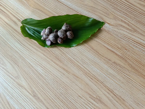 Natural Pods on Leaf Representing Simplicity and Organic Beauty | still ...