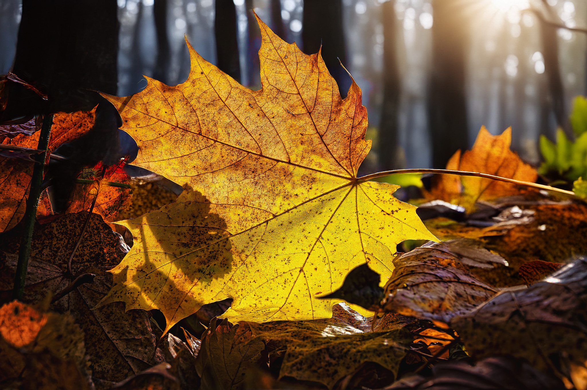 Golden Leaf Illuminates Autumn's Fleeting Beauty | nature photo by ...