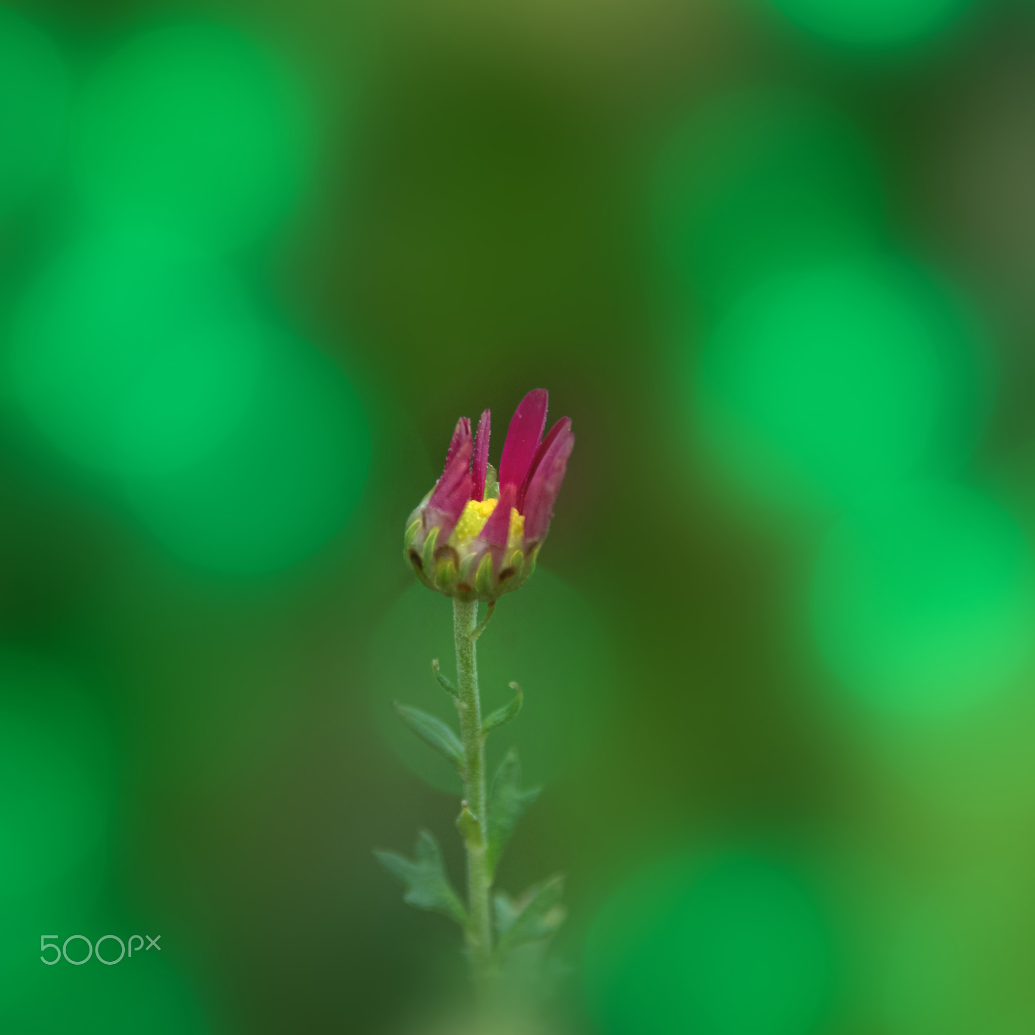 Delicate Bloom Emerges from Soft Green Depths Symbolizing New ...