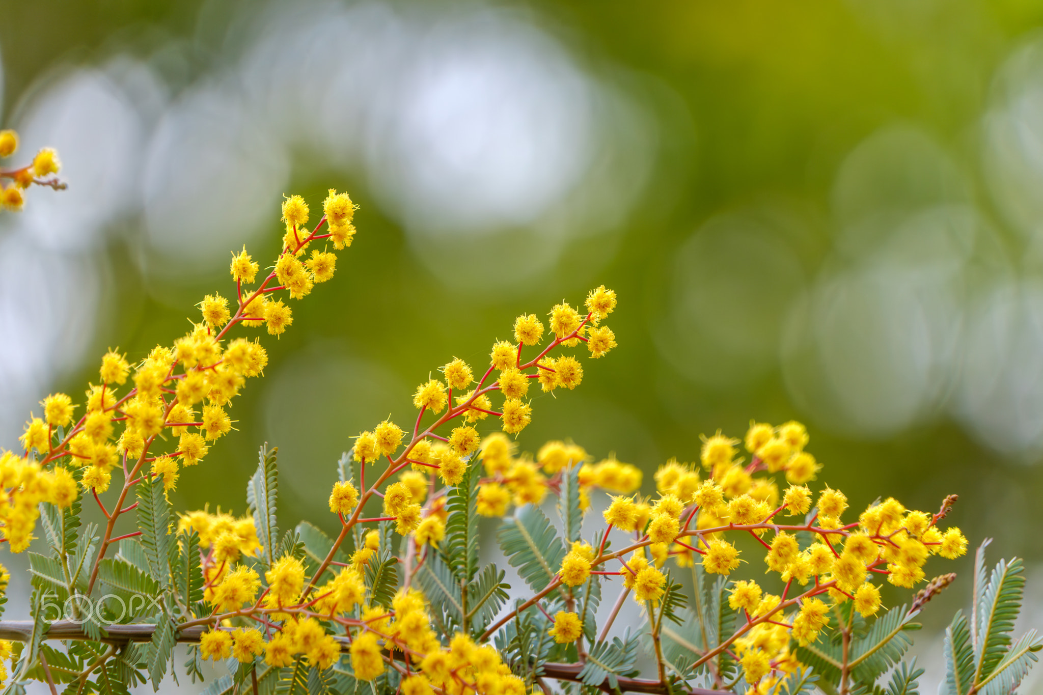 Golden Mimosa Blooms Radiating Vibrant Joy and Warmth | nature photo by ...