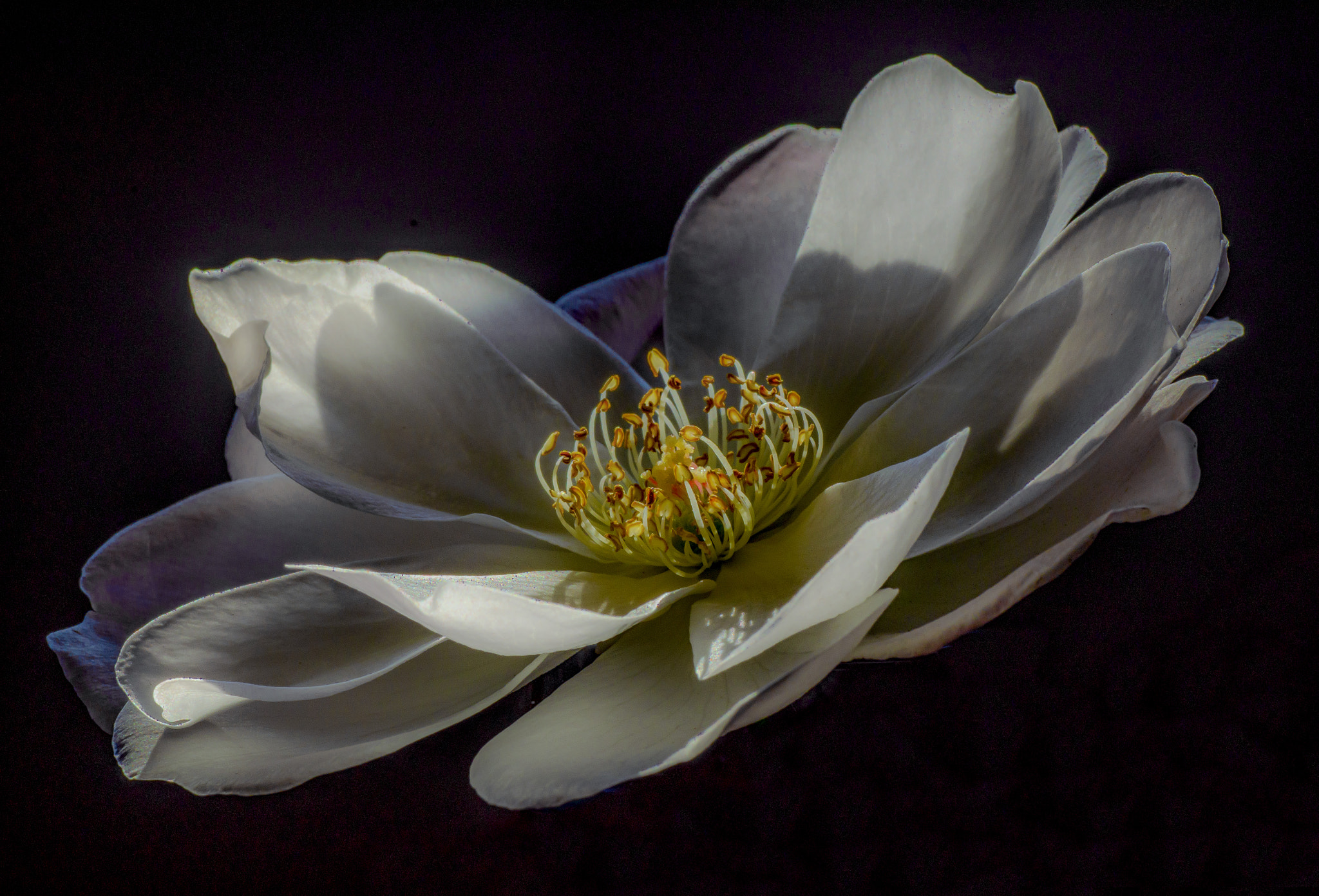 Delicate White Flower Illuminating Grace and Purity | nature photo by ...
