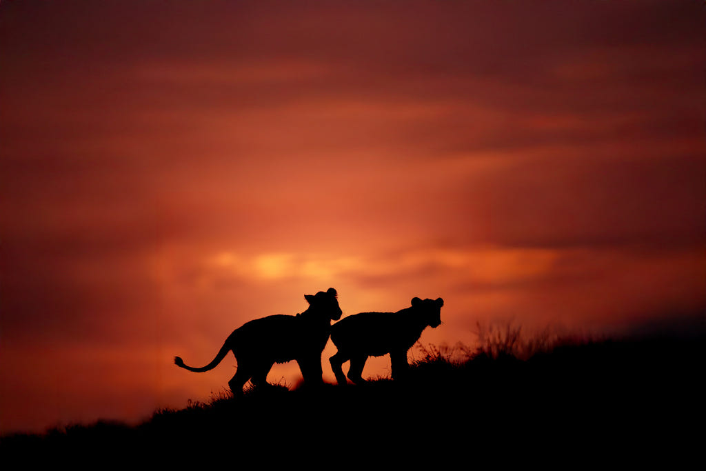 Untitled. by george bolkvadze | 500px