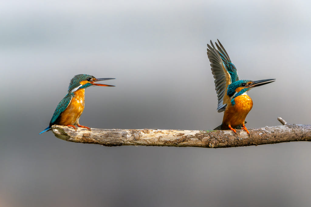 Siamese fighting fish by Vittawat Suphaesariyakul | 500px