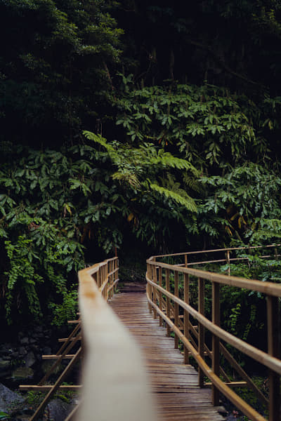 Wooden Bridge Leads Through Lush Forest Expressing Journey and ...