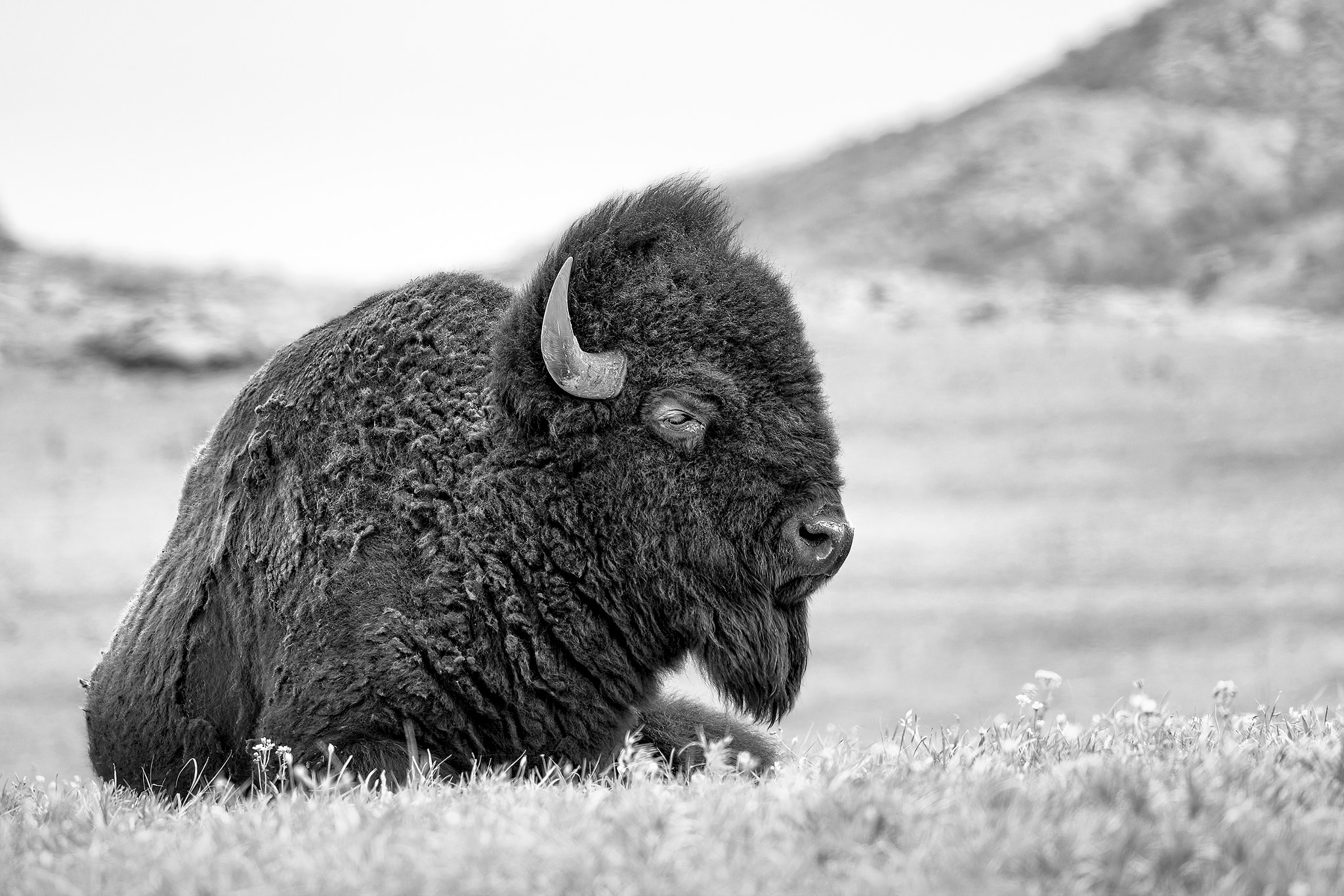Resilient Bison Resting in Field Portraying Strength and Endurance ...