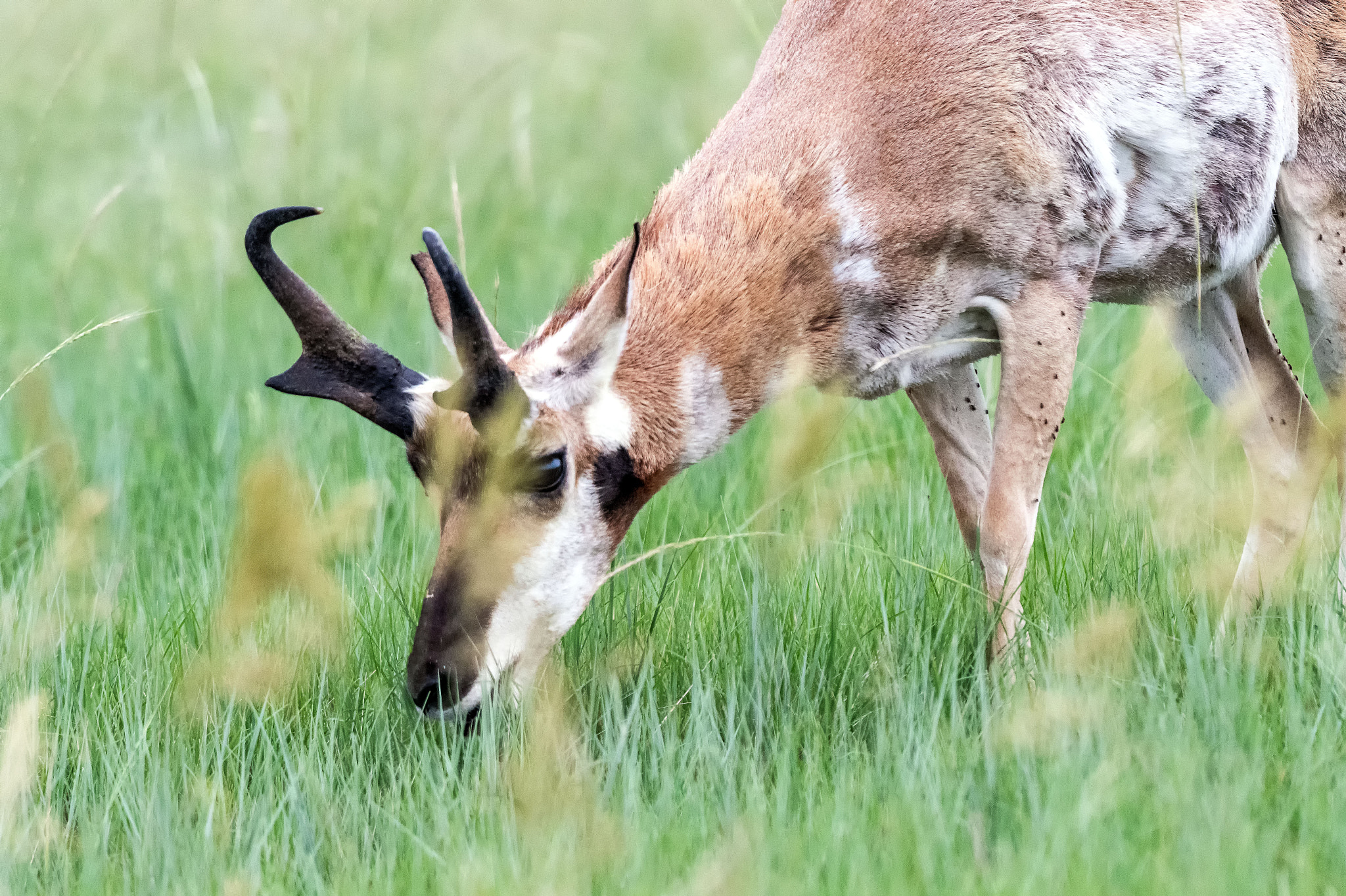 Graceful Antelope Grazes Peacefully Symbolizing Harmony and Wildness ...