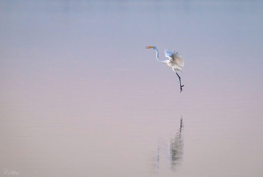 Small Bird Perched on Branch Symbolizing Hope and Natural Harmony ...