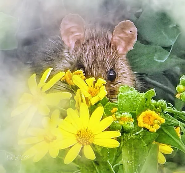 Terry Wells's Photos & Galleries | 500px